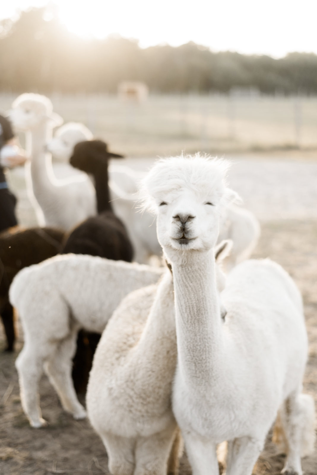 This Alpaca Engagement Session is the Best Thing Ever | Alix Gould